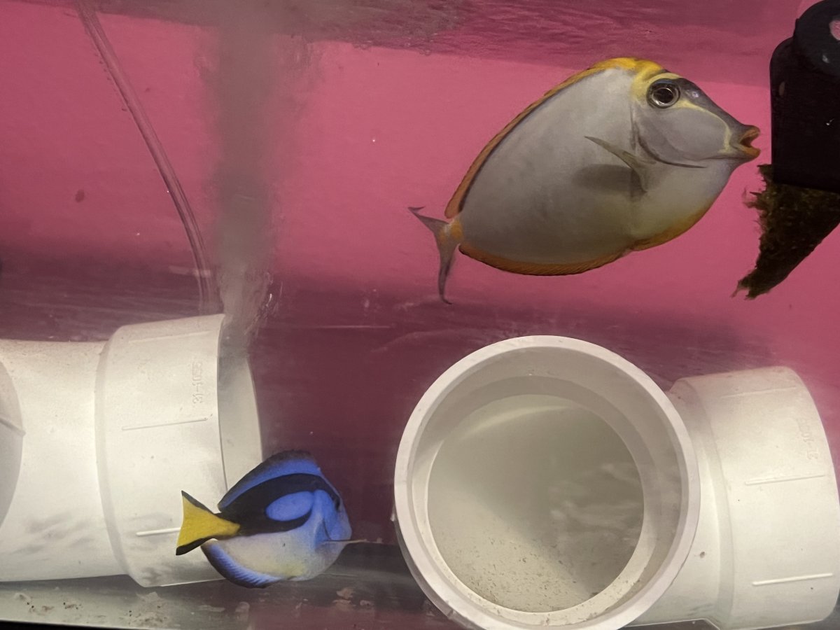 New blonde Naso tang laying on side can’t stay up. | Reef2Reef