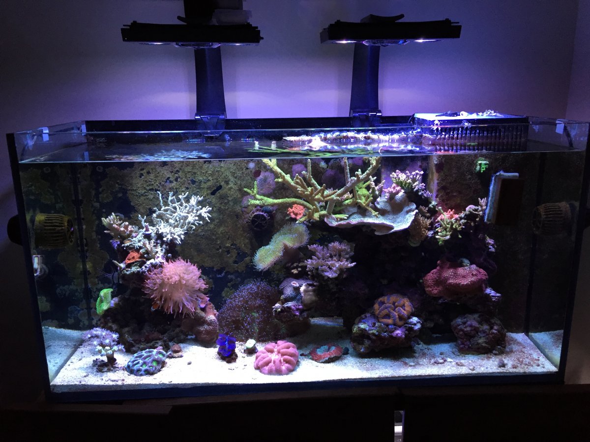 90g complete high end system | Reef2Reef