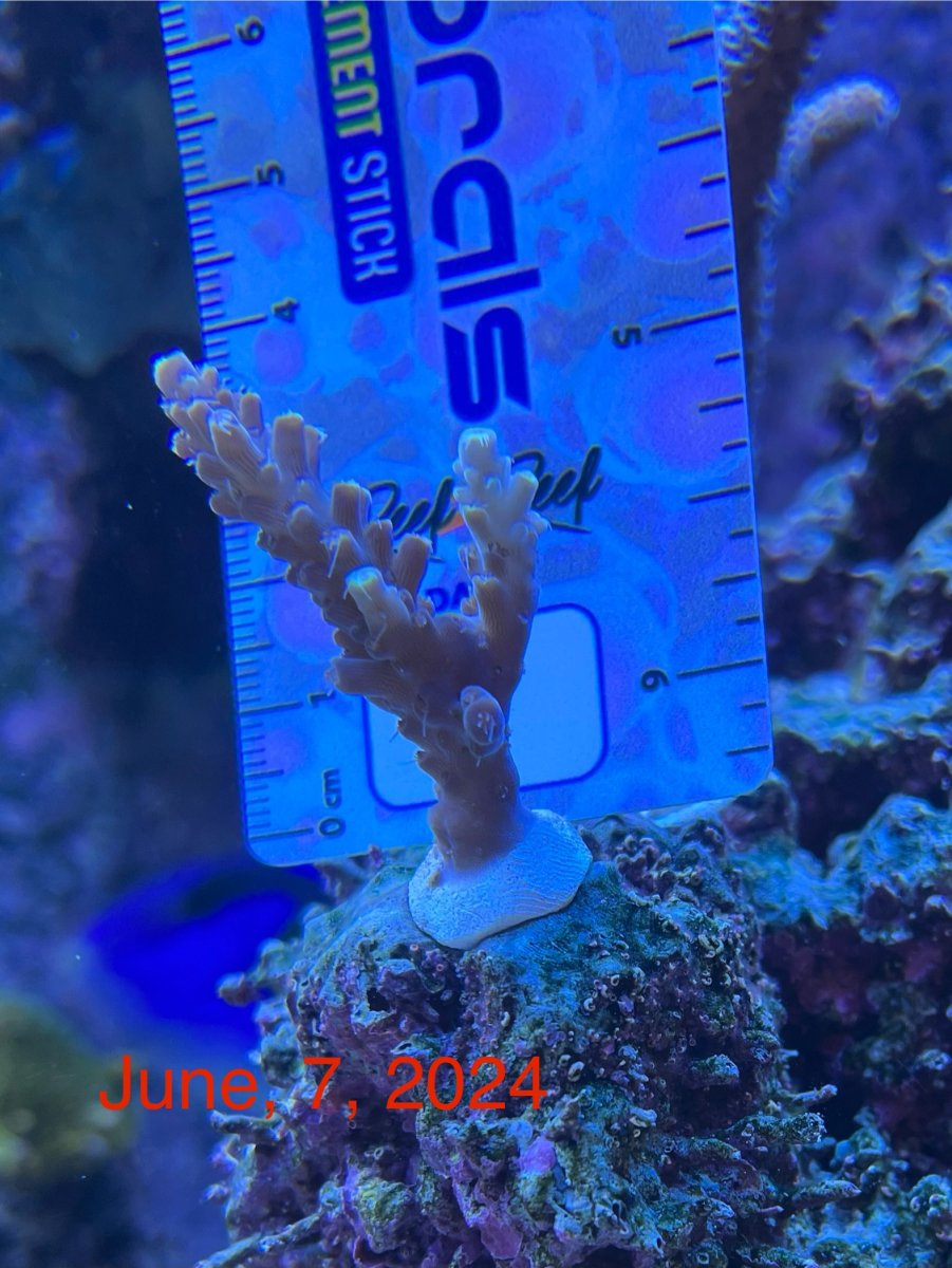Spring Grow-Out Class 2 - Houdini Picture Entries - ☆☆ | Page 12 ...