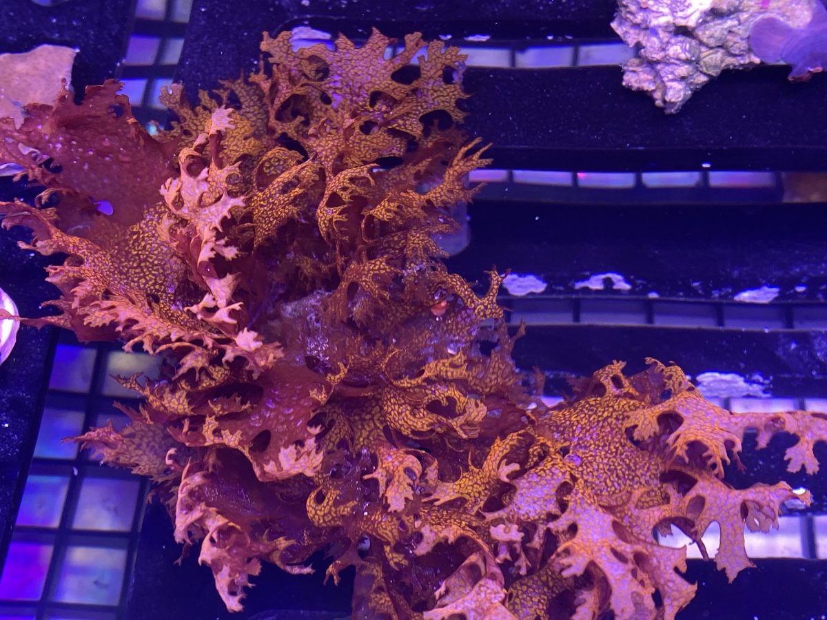 Brightest Macro Ive ever seen! | Reef2Reef
