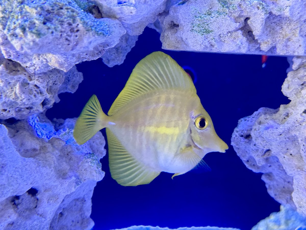 Yellow tang HLLE? | Reef2Reef