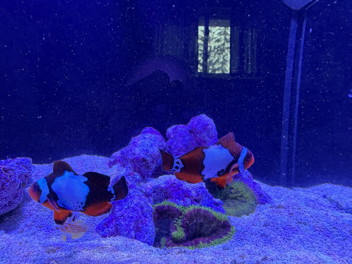 Can we get a list of all “known” or “confirmed” clownfish hybrids ...