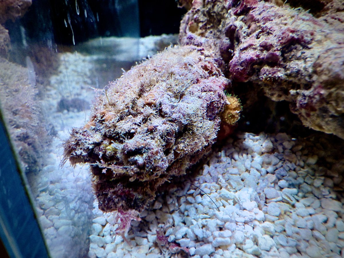 Nano Build - RRIII 7g Office Floating Ledge Reef | Reef2Reef