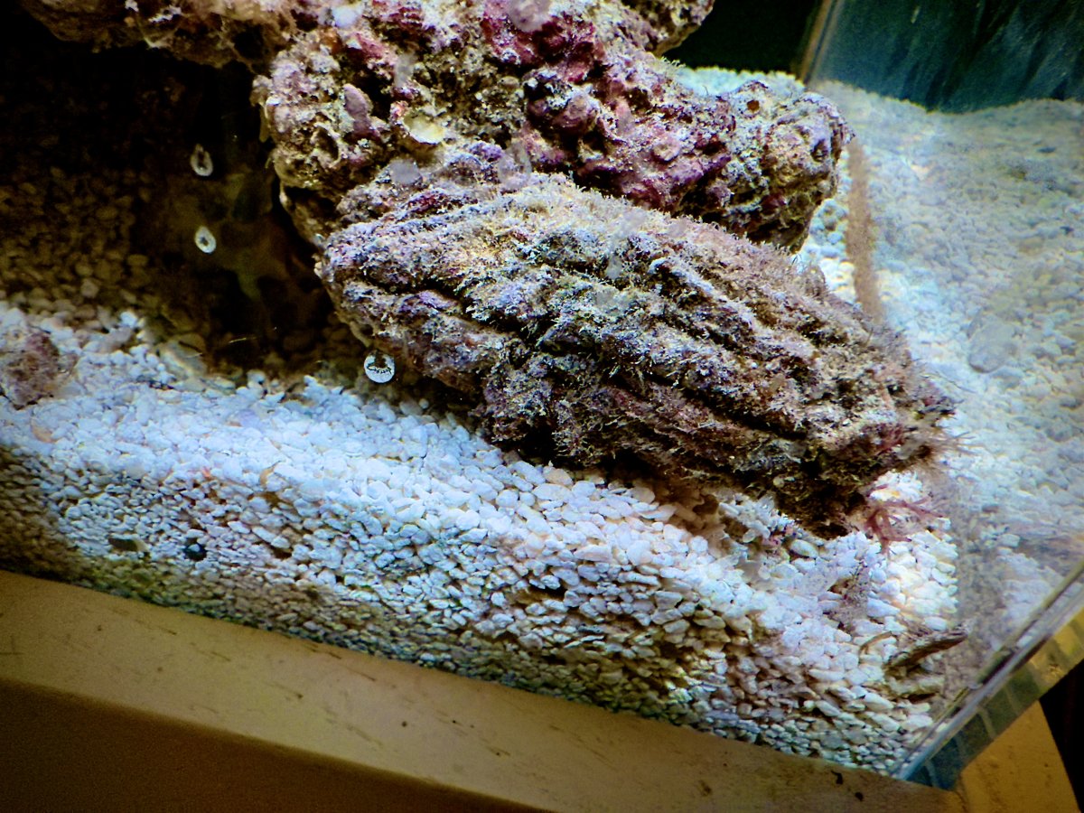 Nano Build - RRIII 7g Office Floating Ledge Reef | Reef2Reef