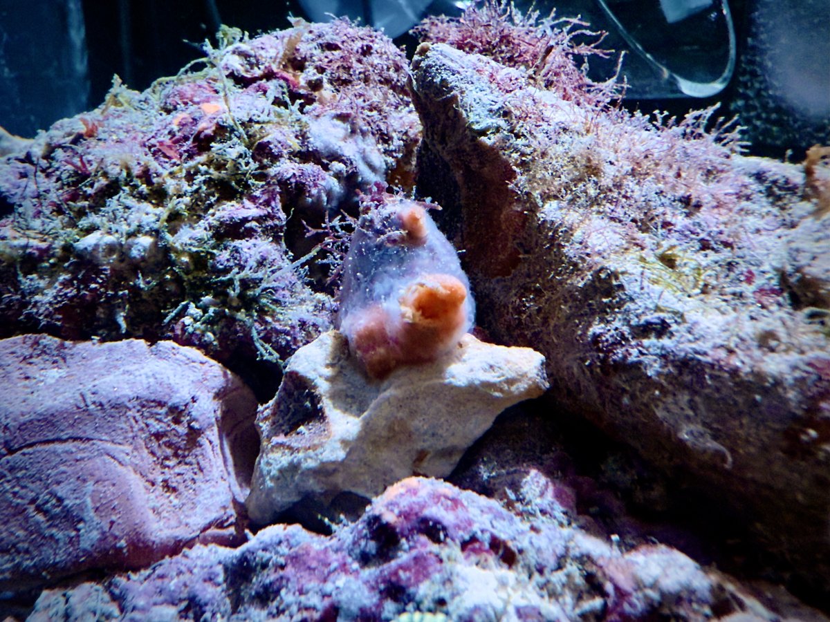 Nano Build - RRIII 7g Office Floating Ledge Reef | Reef2Reef