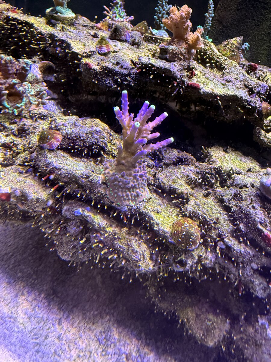 Acro losing color | Reef2Reef