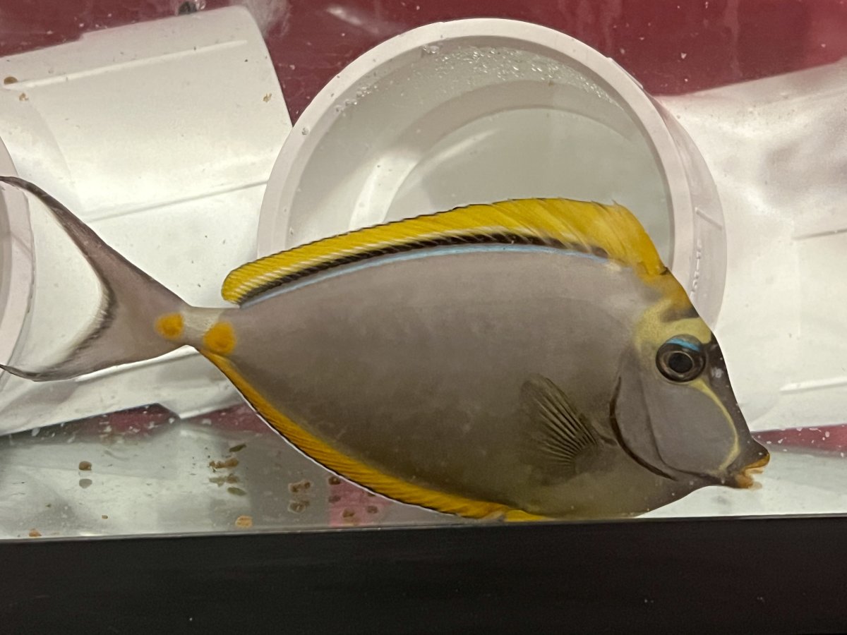 New blonde Naso tang laying on side can’t stay up. | Reef2Reef