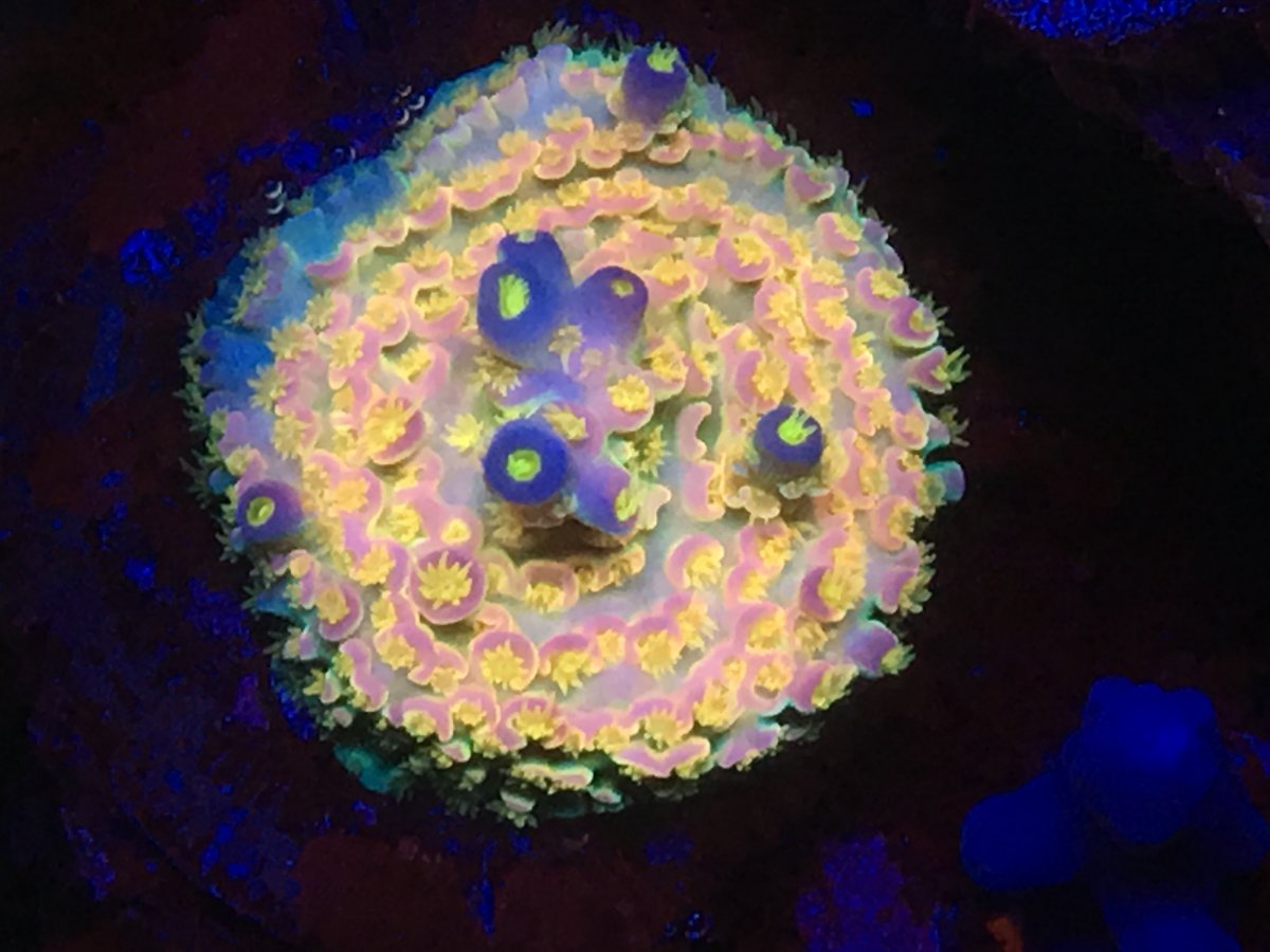 Walt Disney Acropora | Reef2Reef