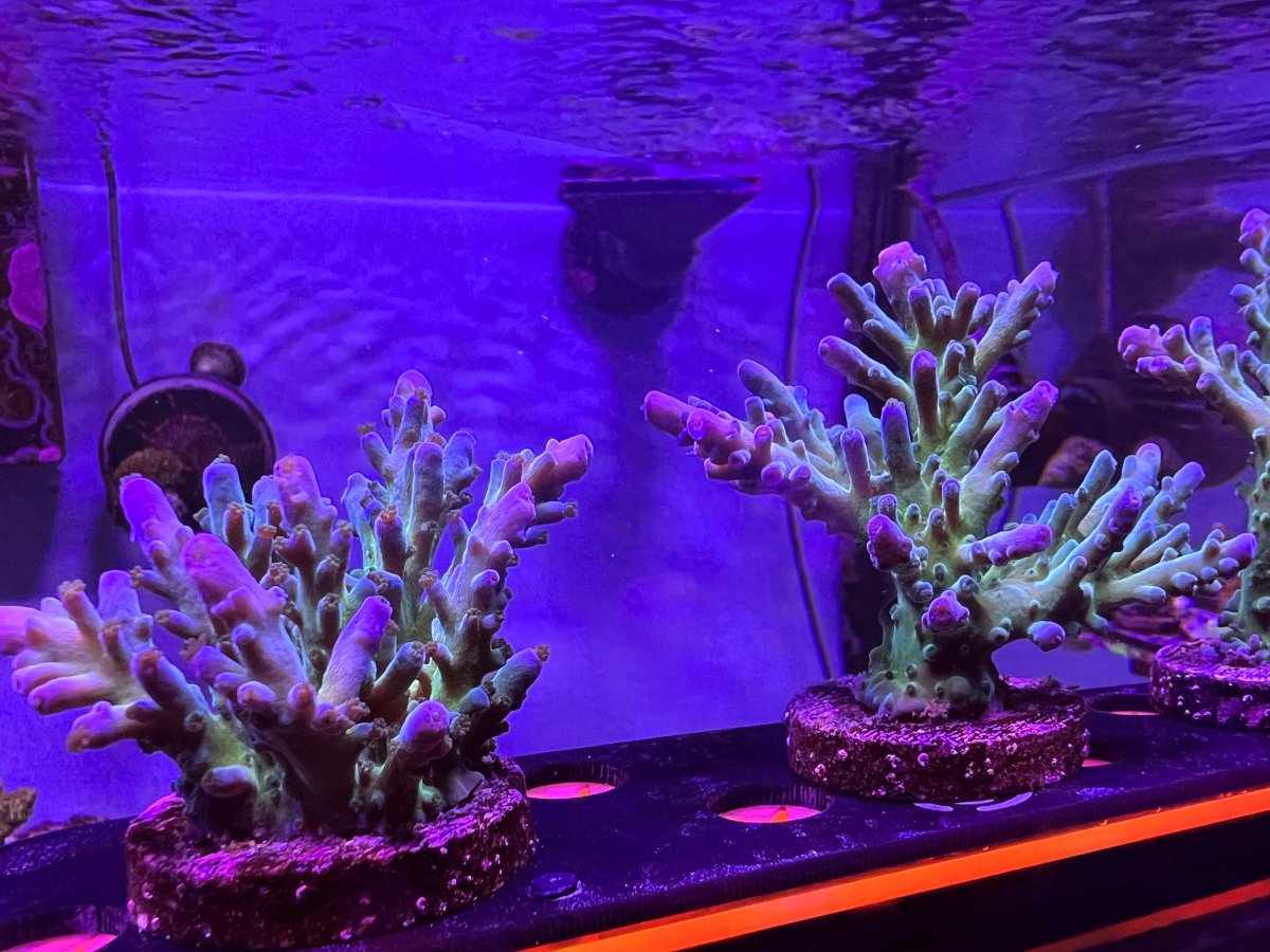 Electric Miyagi Tort Acro - Color and Consistency Changes | Reef2Reef
