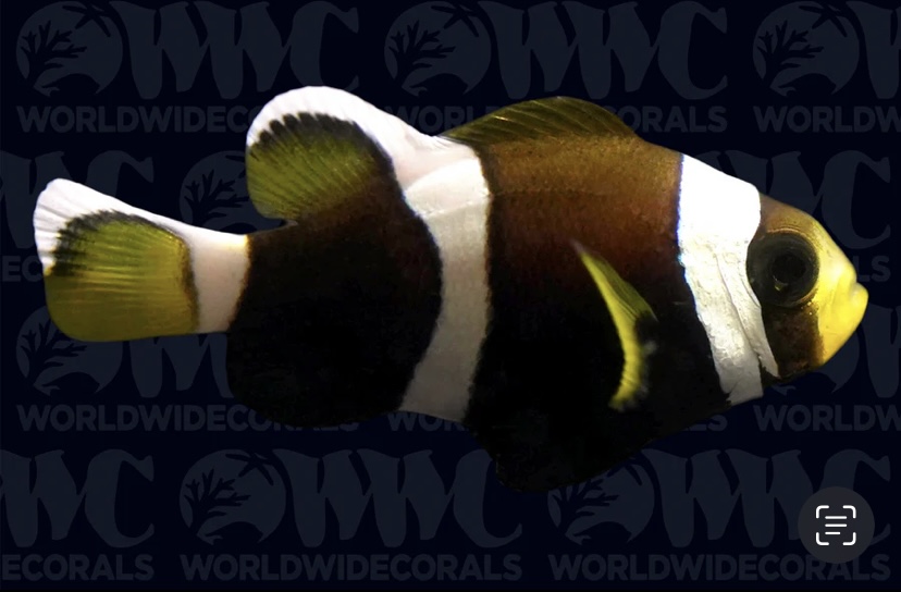Wide-band Clownfish Info | Reef2Reef