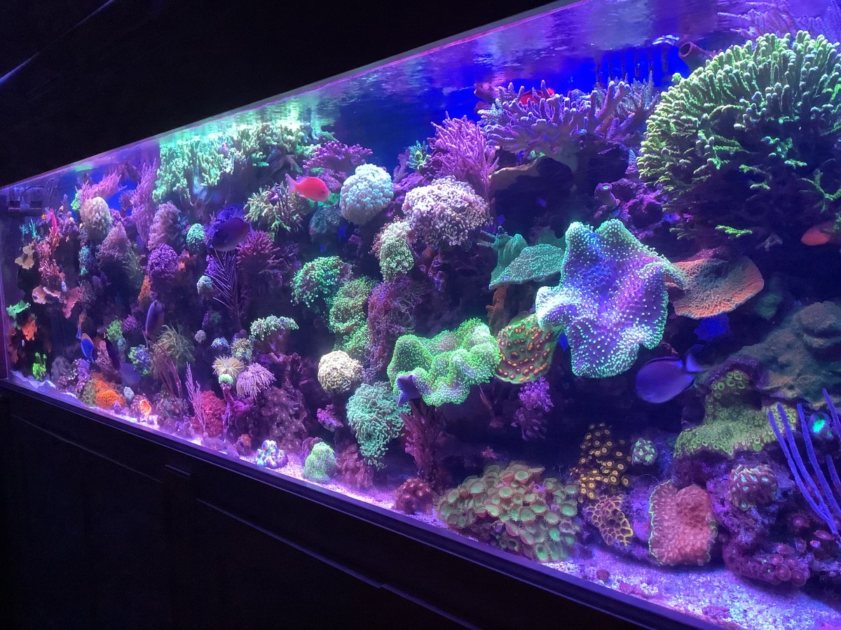 Large Build - My 240, My 240/Basement Fish Room, My 240/Basement Fish ...