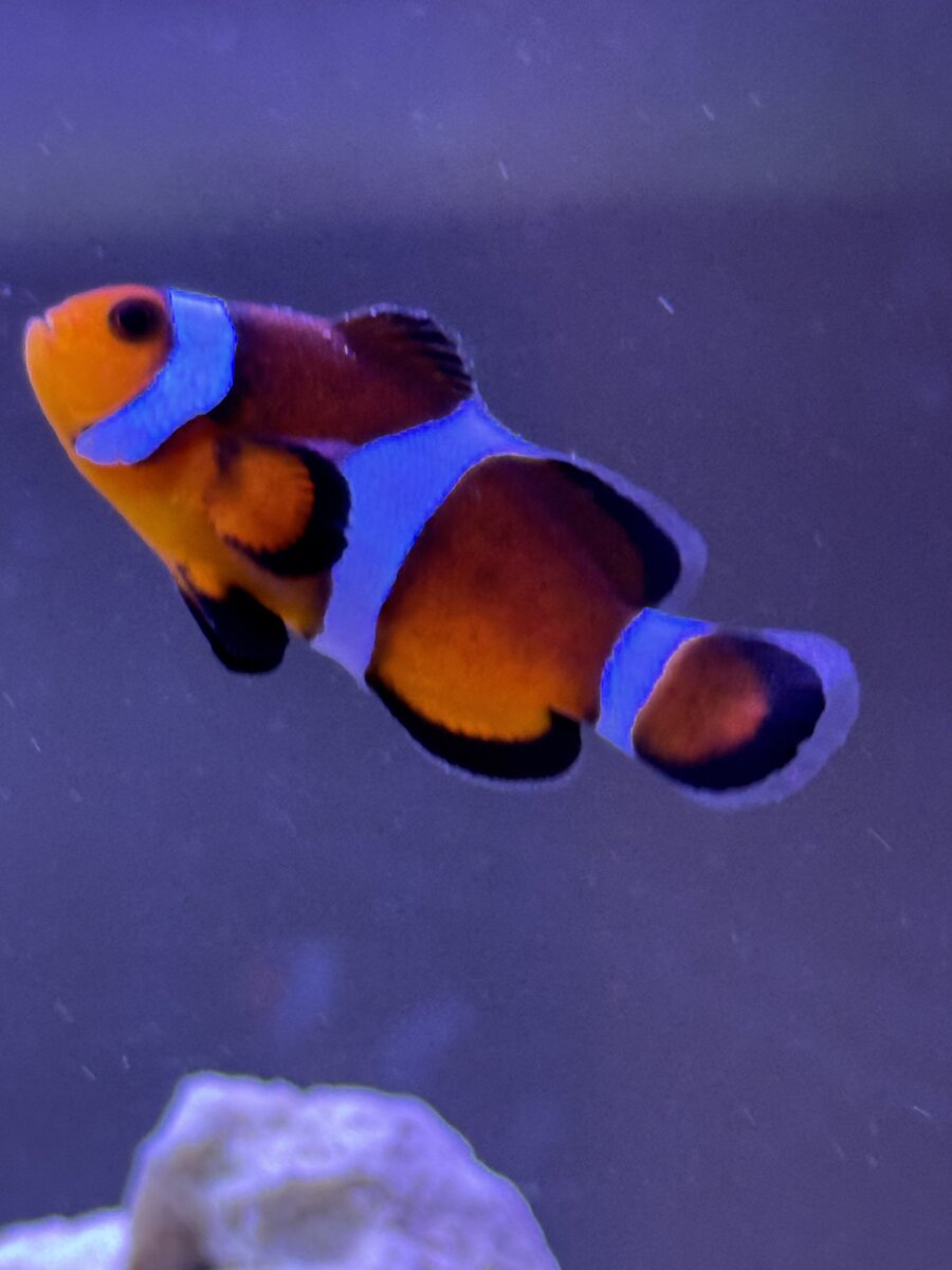 EMERGENCY - is this ich? what’s wrong with my clowns? They’re breathing ...