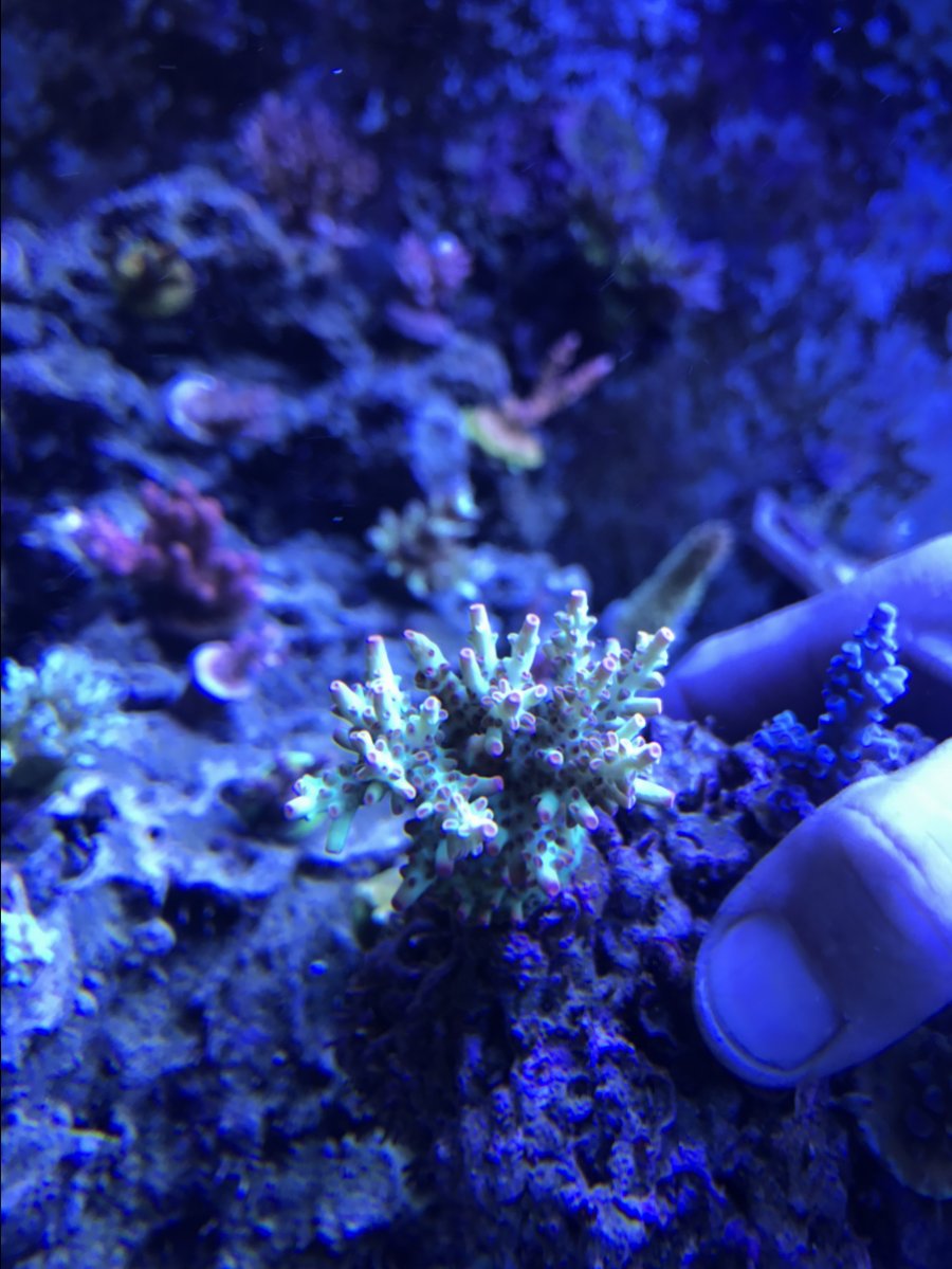 Uc shortcake growth | Reef2Reef