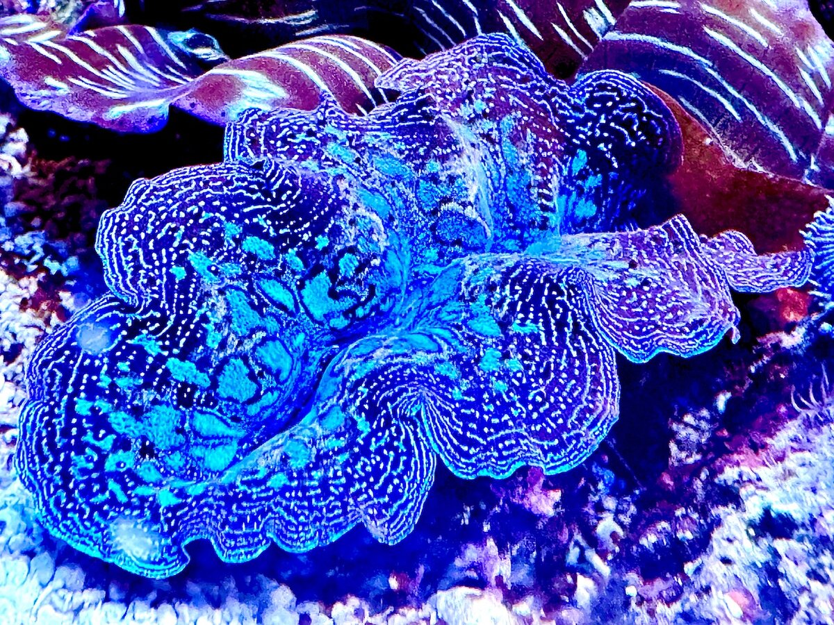 Official clam show off thread | Reef2Reef
