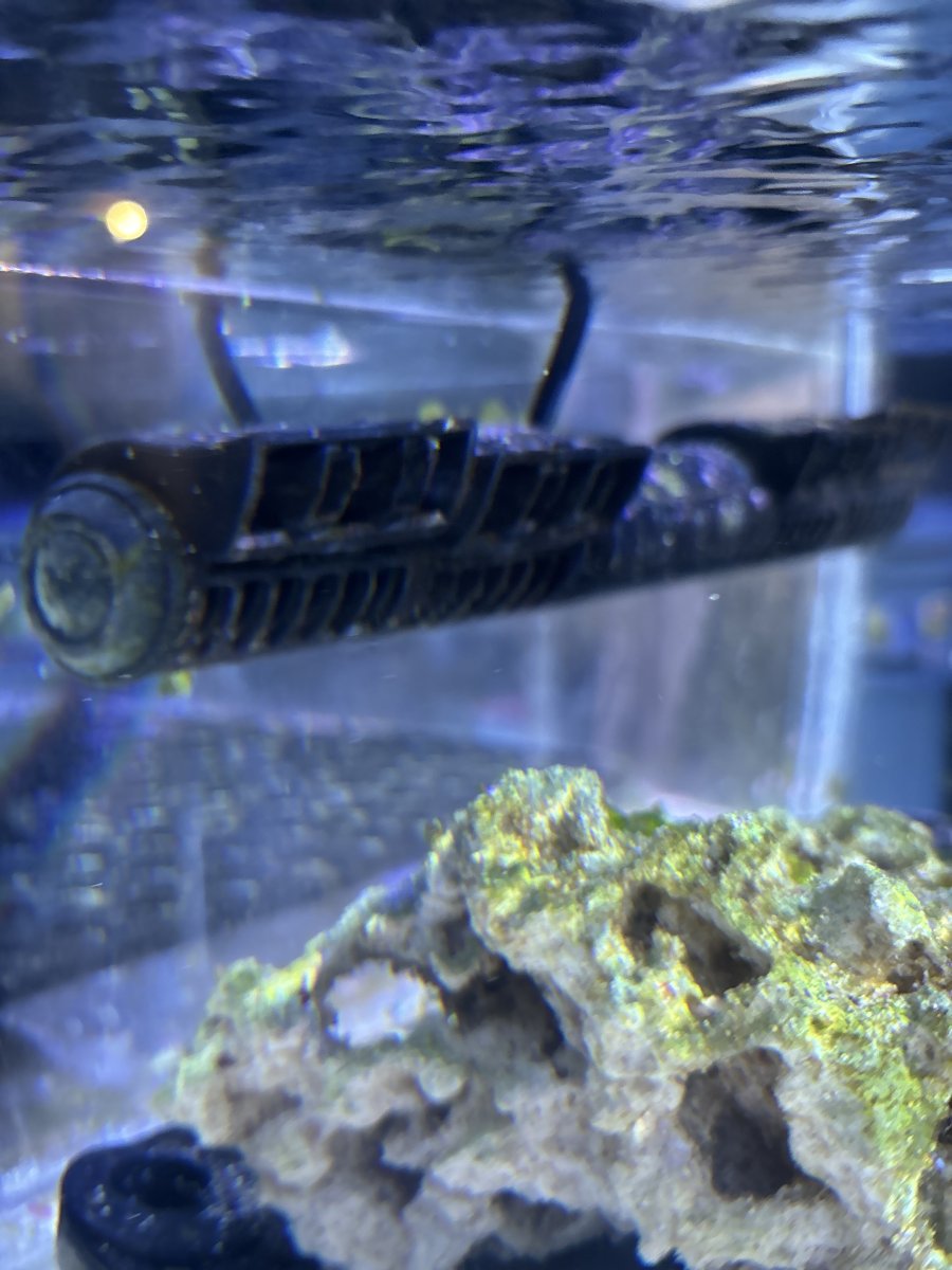 Review “New” Maxspect Cloud Edition XF350 | Reef2Reef