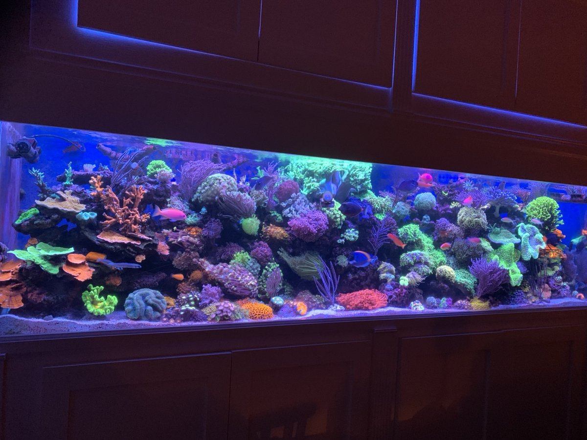 Large Build - My 240, My 240/Basement Fish Room, My 240/Basement Fish ...