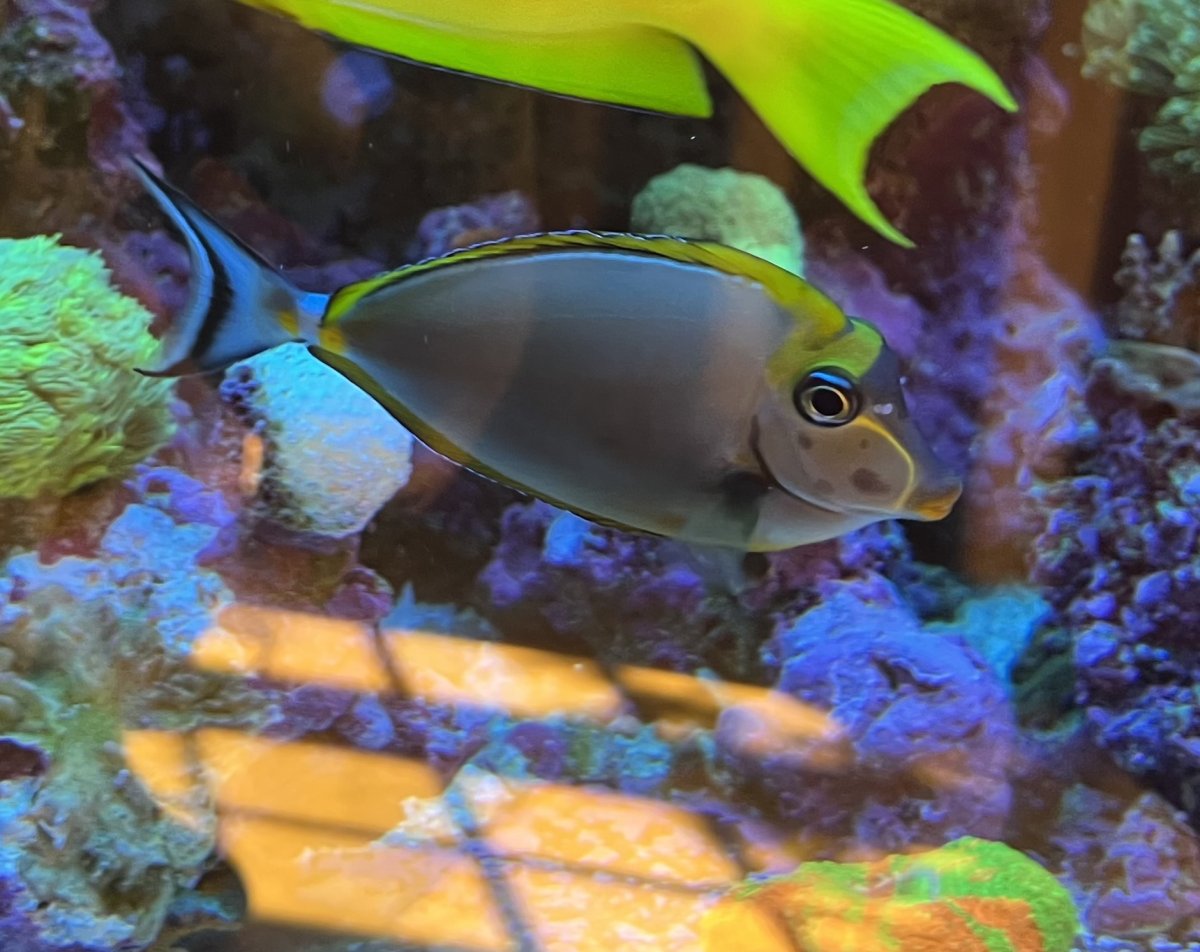 Circular lesions on tang | Reef2Reef