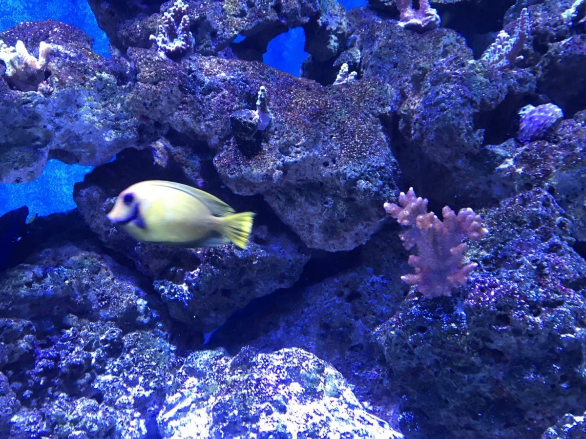 Long time lurker, first time poster | Reef2Reef
