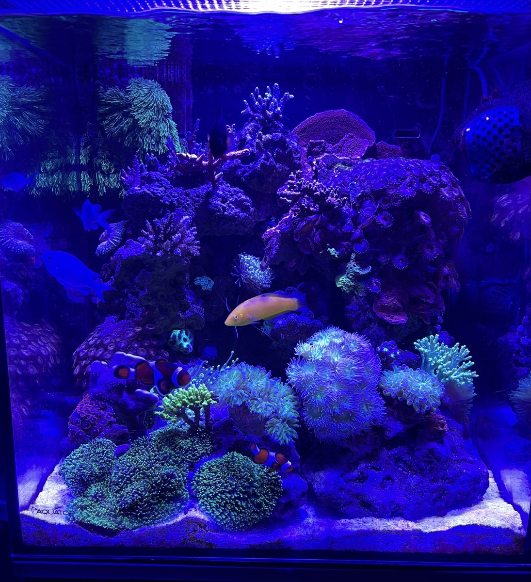 Tunze Comline 2500 Pump w/ 12V Supply | Reef2Reef