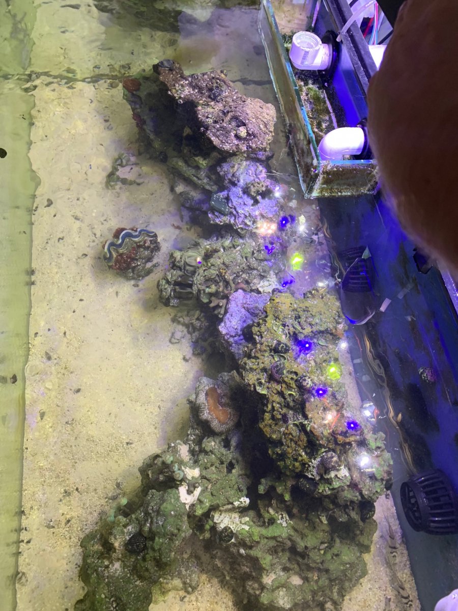 MP10 placement advice | Reef2Reef
