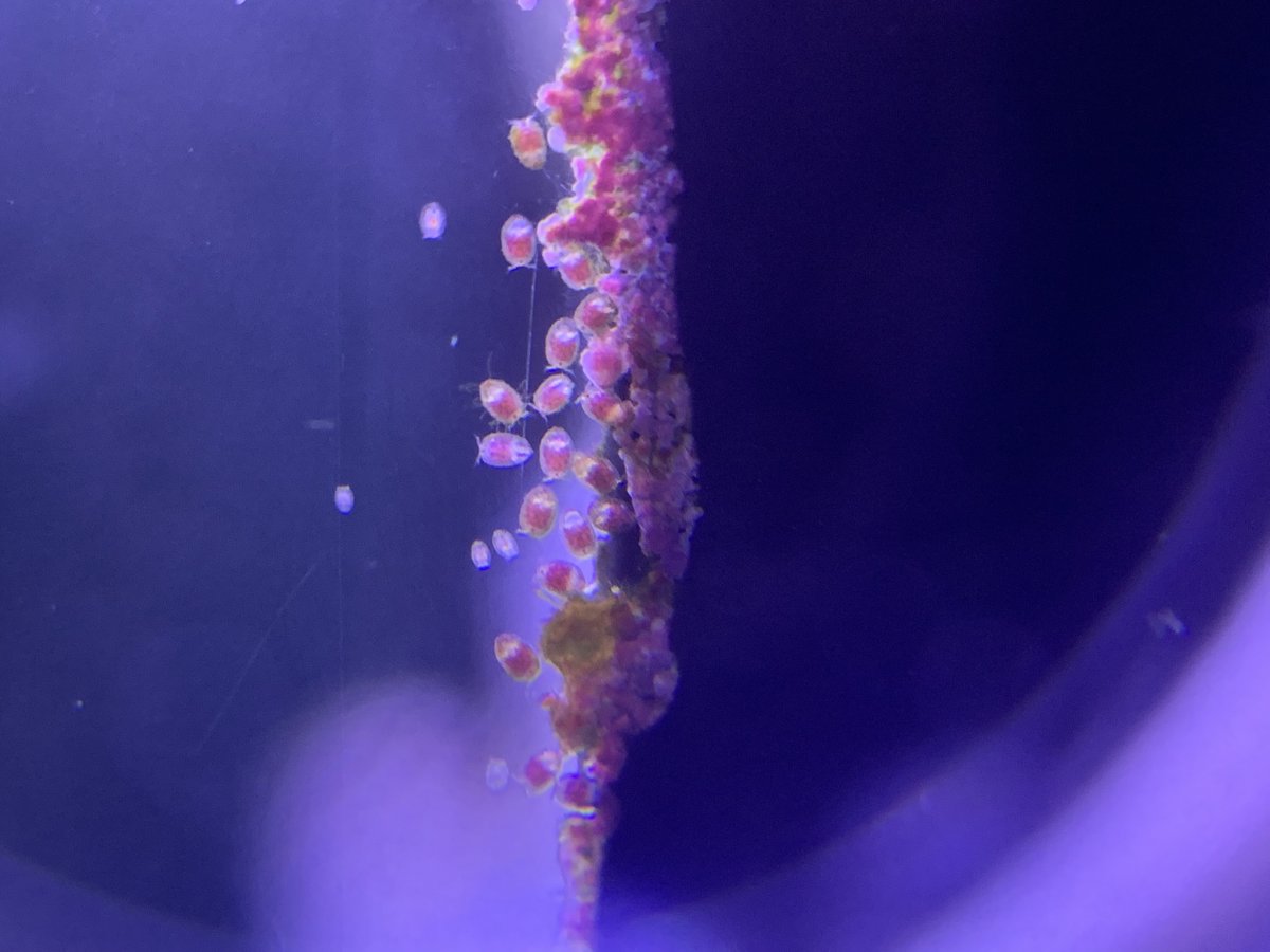 ID please, is it pods or what ? | Reef2Reef