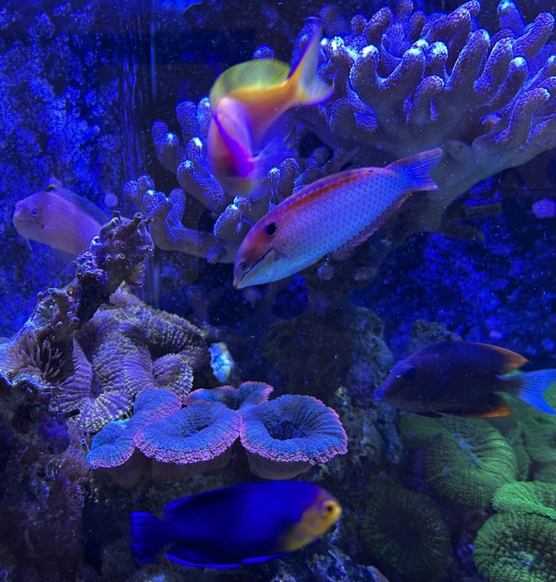 The Wrasse Lover's Thread! | Page 1410 | Reef2Reef