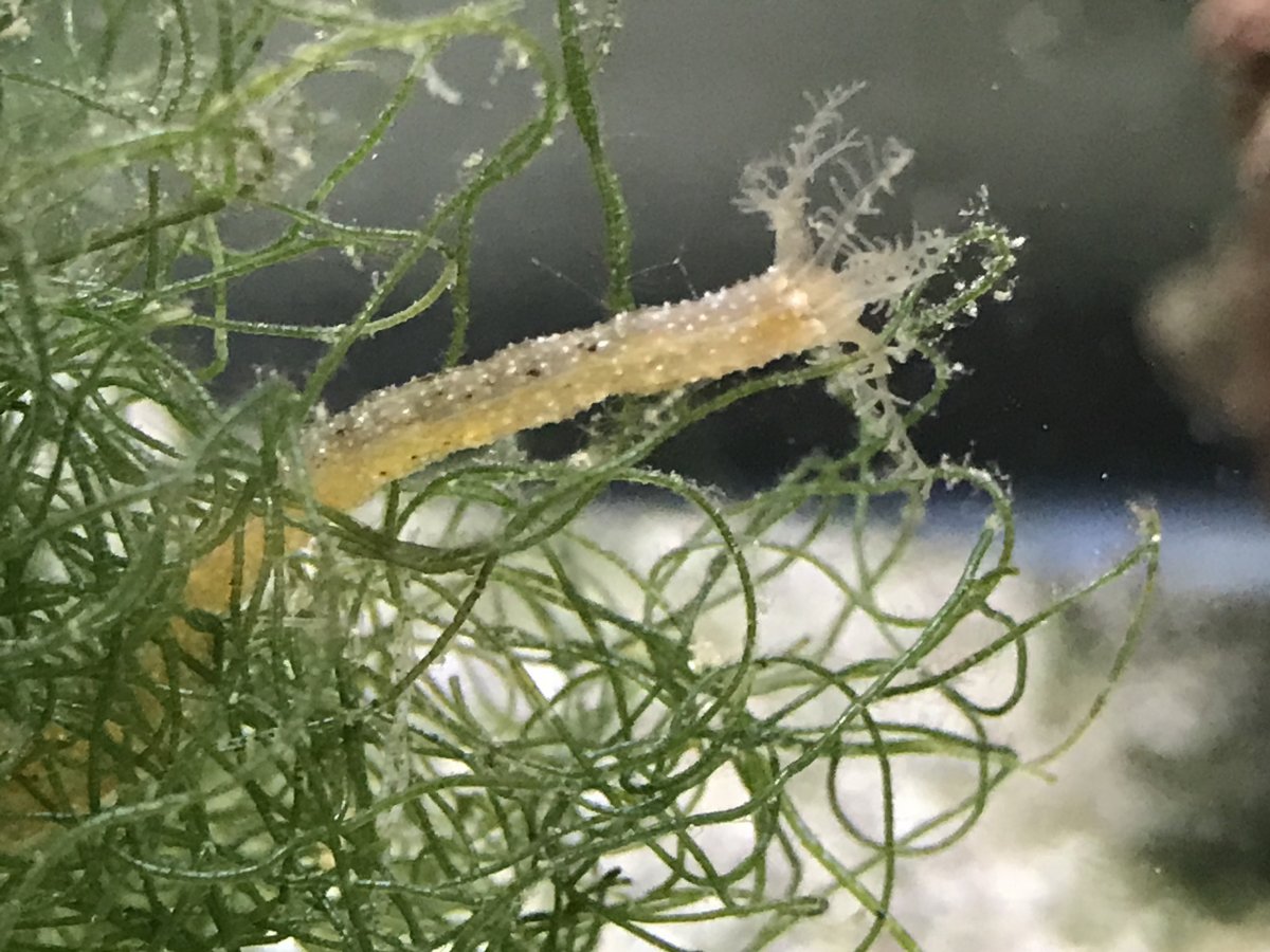 What are these id please | Reef2Reef