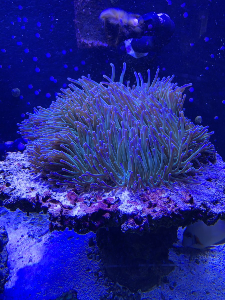 Magnifica Anemones at Pacific East Aquaculture | Reef2Reef