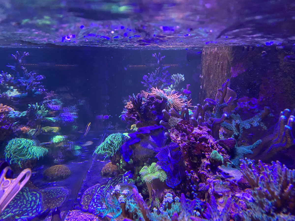 Kalk dosing setup for SPS TANK | Reef2Reef