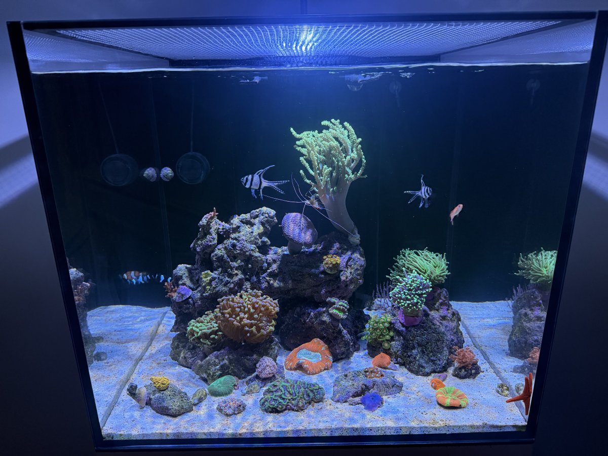 Where is the optimal placement for an MP10 in my cube tank? | Reef2Reef