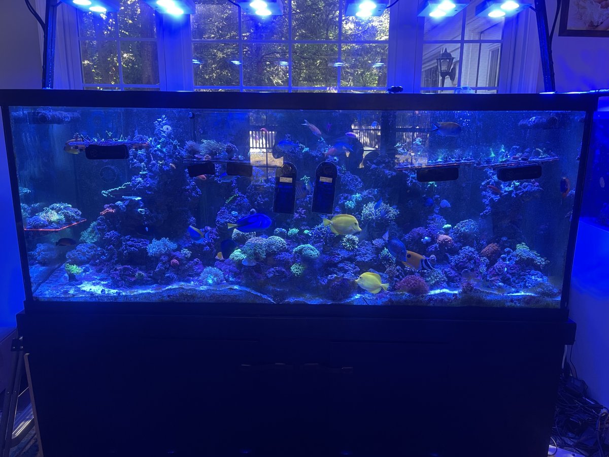 Show me your polluted tanks: High Po4 High No3 | Page 3 | Reef2Reef