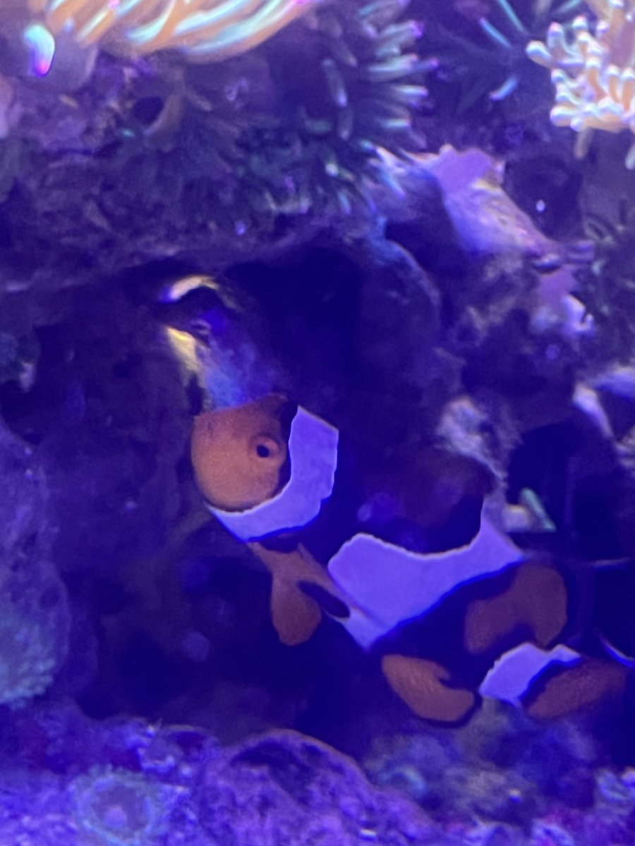ID HELP wierd spots on clown fish | Reef2Reef