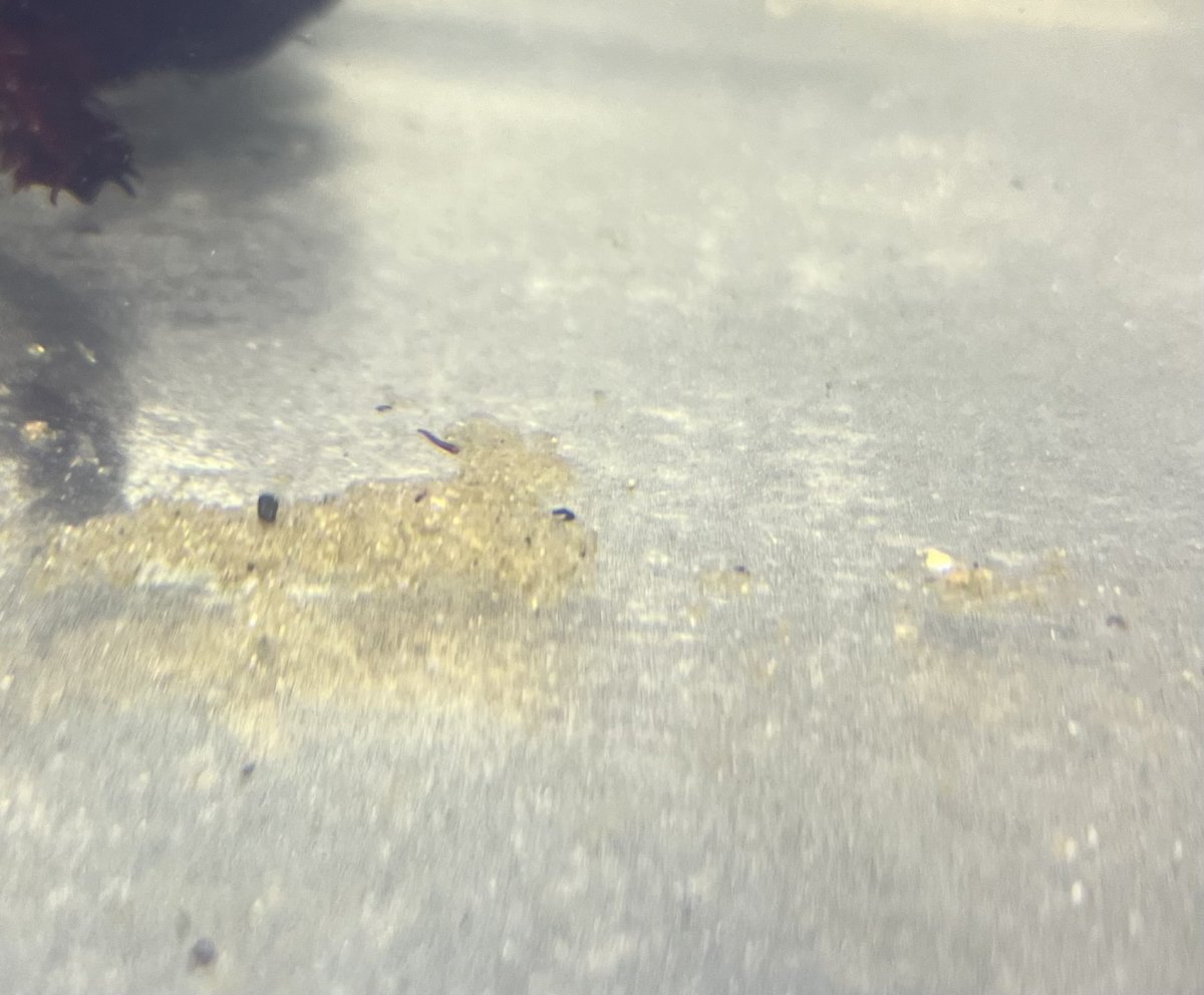 Sharing images of feather seastar waste under microscope | Reef2Reef