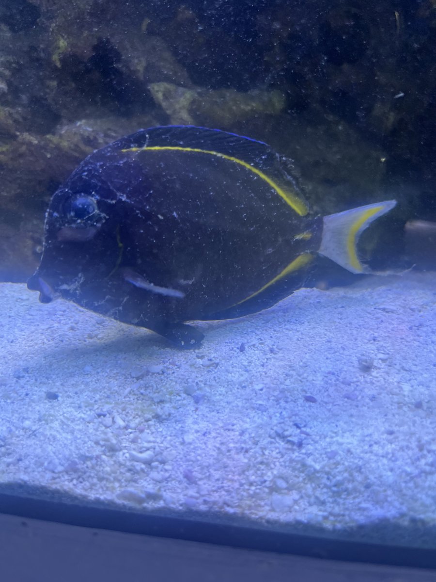 Woke up today to a dead Atlantic blue tang…. | Reef2Reef