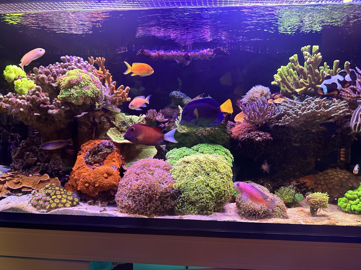 Show me your polluted tanks: High Po4 High No3 | Page 7 | Reef2Reef