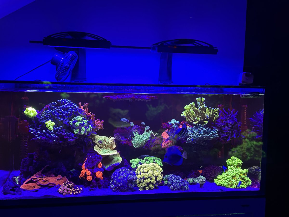 Show me your polluted tanks: High Po4 High No3 | Page 7 | Reef2Reef
