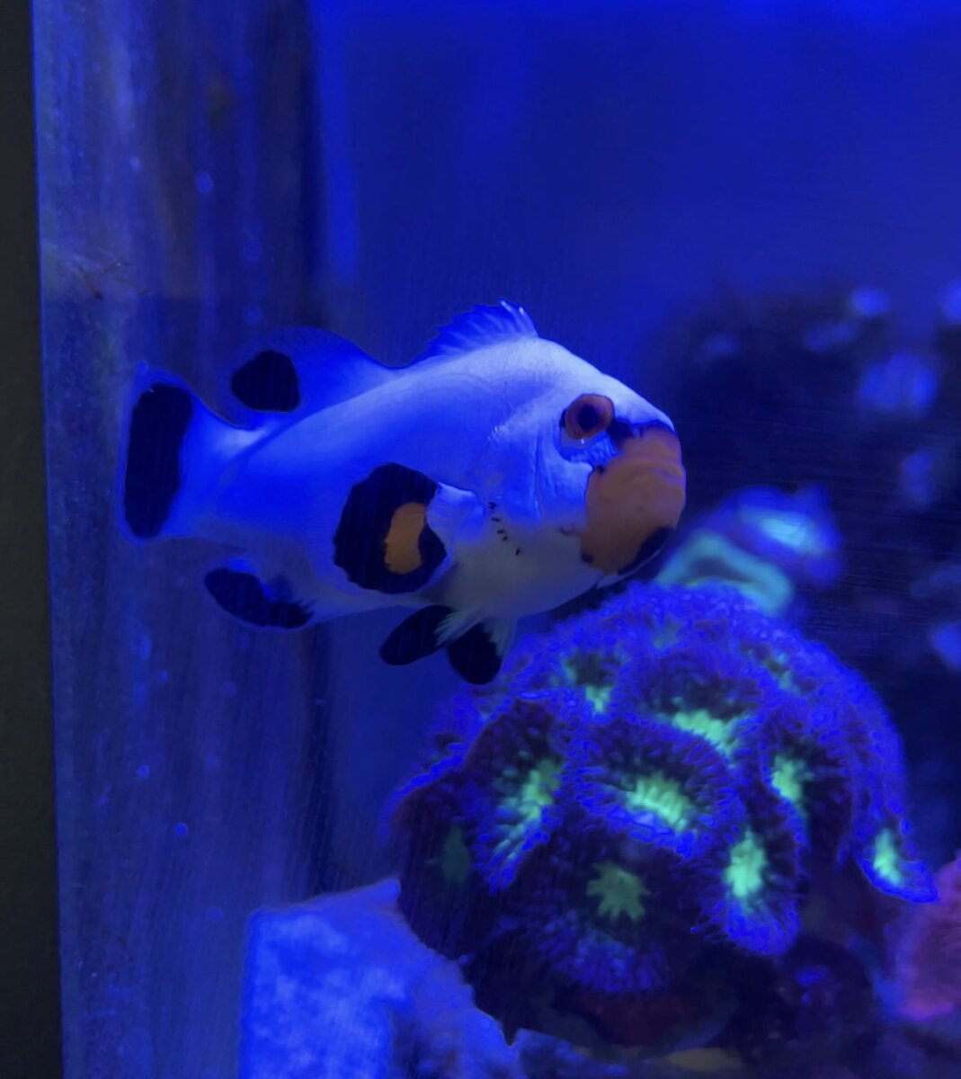 Designer Clownfish: Awesome or overpriced gimmicks? | Page 2 | Reef2Reef