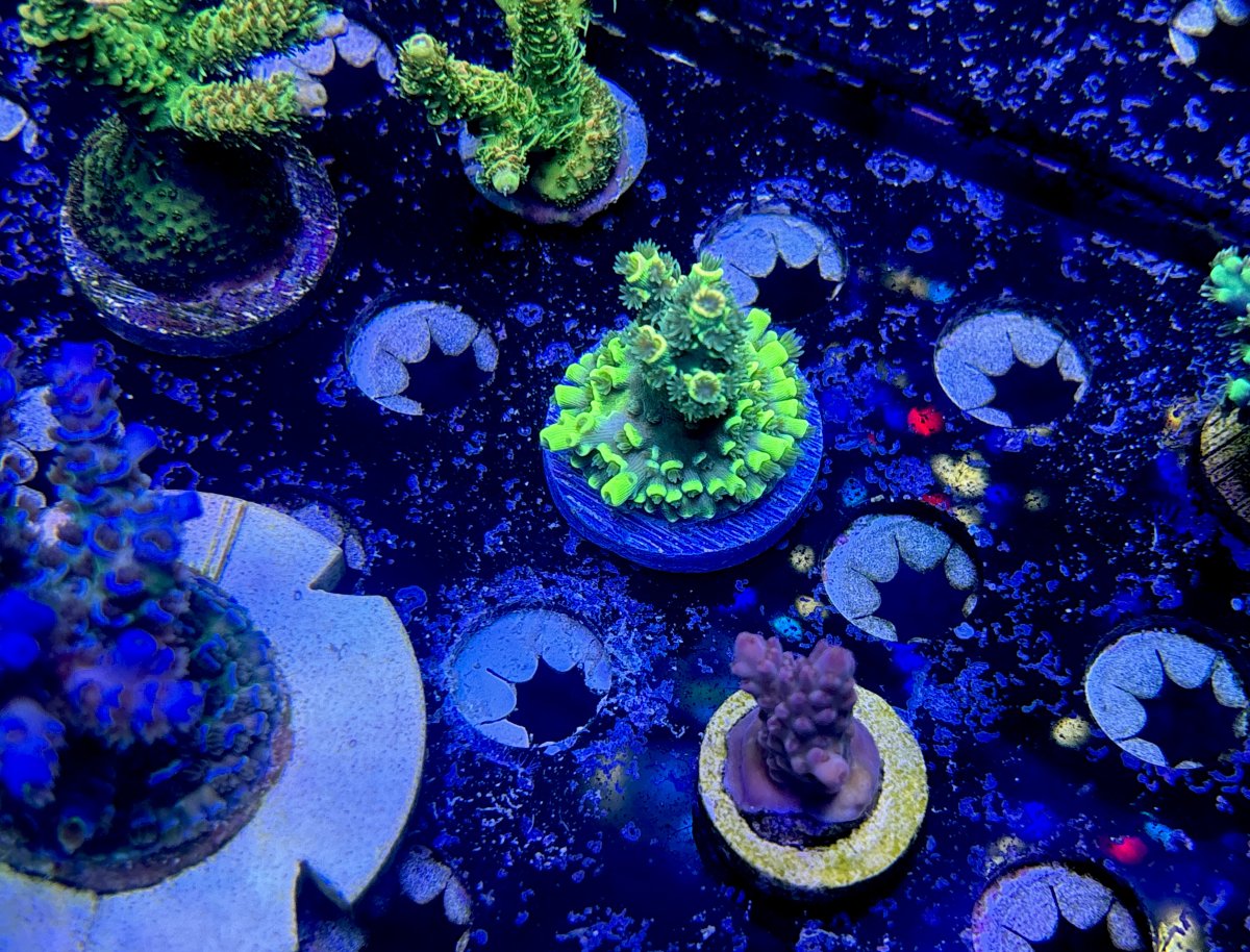 TCK Solar Beam vs. POTO Outerworld | Reef2Reef