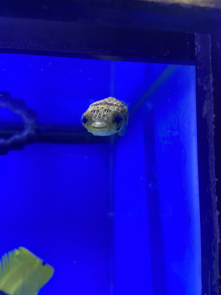 I may have bought a baby porcupine puffer at RAP! | Reef2Reef