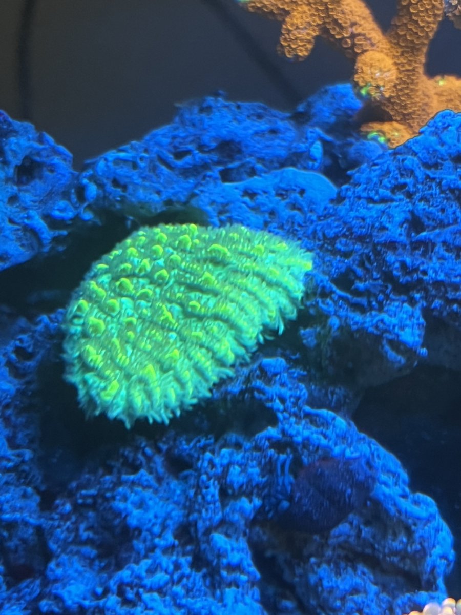 Coral ID | Reef2Reef