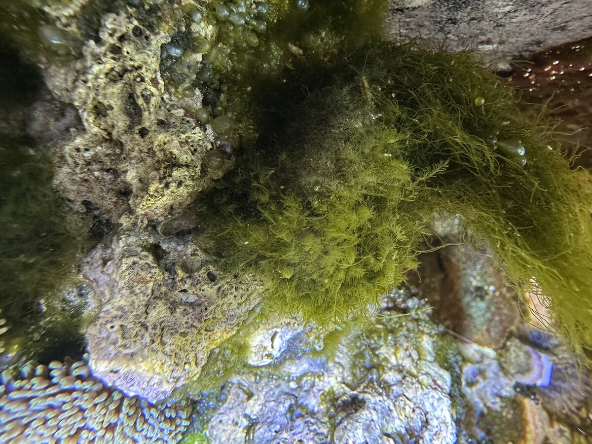 Algae control in small tank. | Reef2Reef