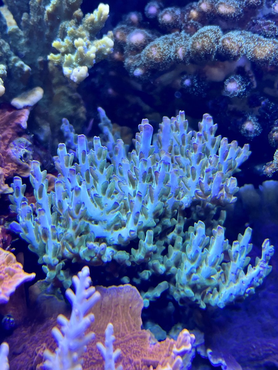 ORA Pearlberry??? | Reef2Reef