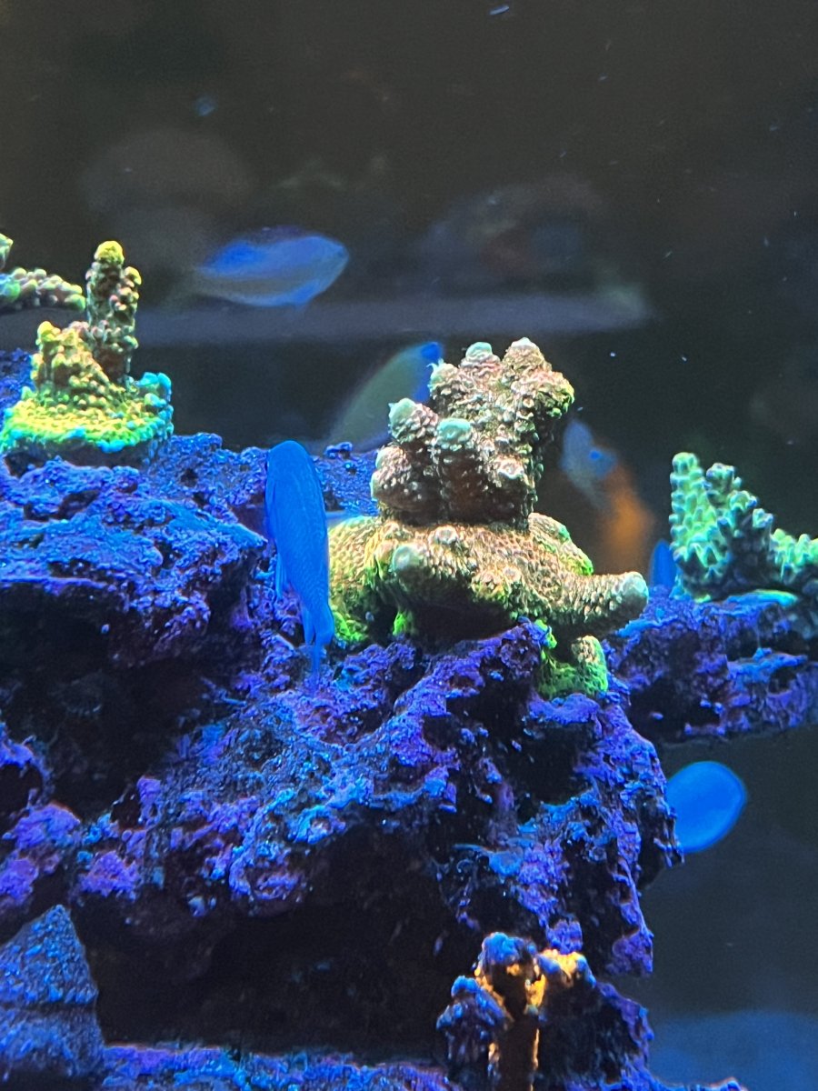 ASD Rainbow Milli Coloration | Page 2 | Reef2Reef