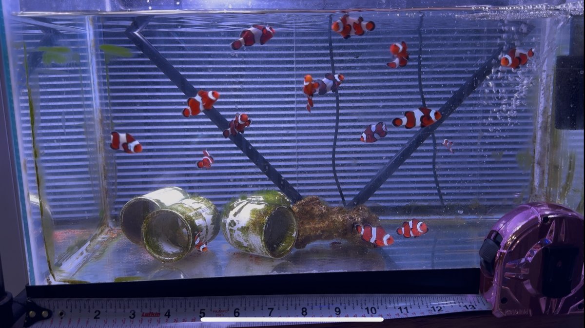 Clownfish Breeding Success | Reef2Reef