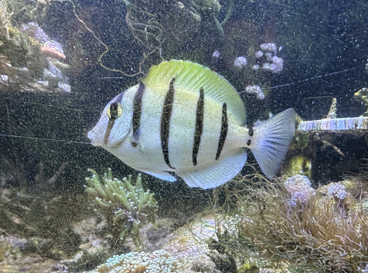 Show off your Tangs | Page 95 | Reef2Reef