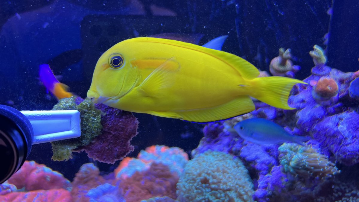 Monster Build - Ash's 400 Gallon Reef | Page 29 | Reef2Reef