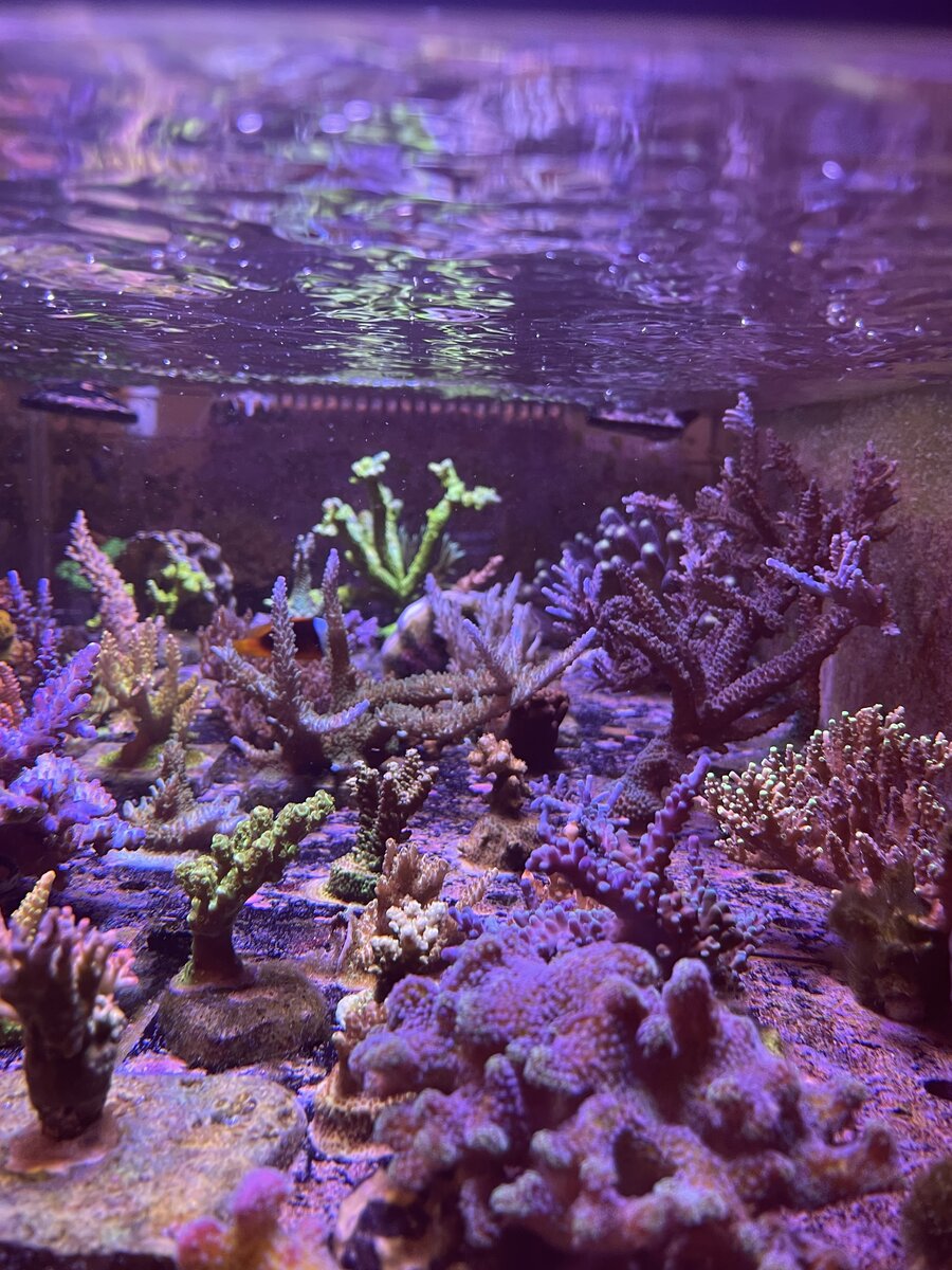 best source for acropora colonies? | Reef2Reef