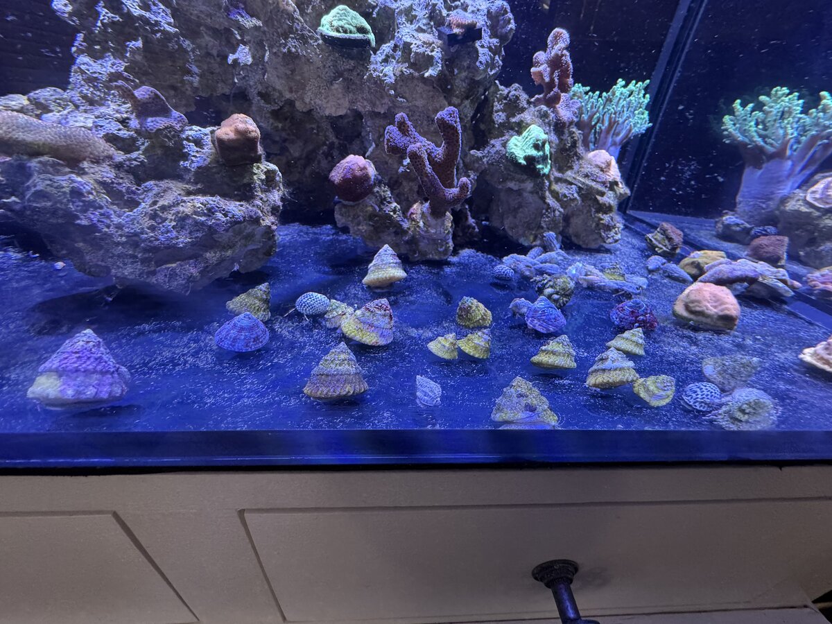 Great CUC's from Coral Monsters! | Reef2Reef