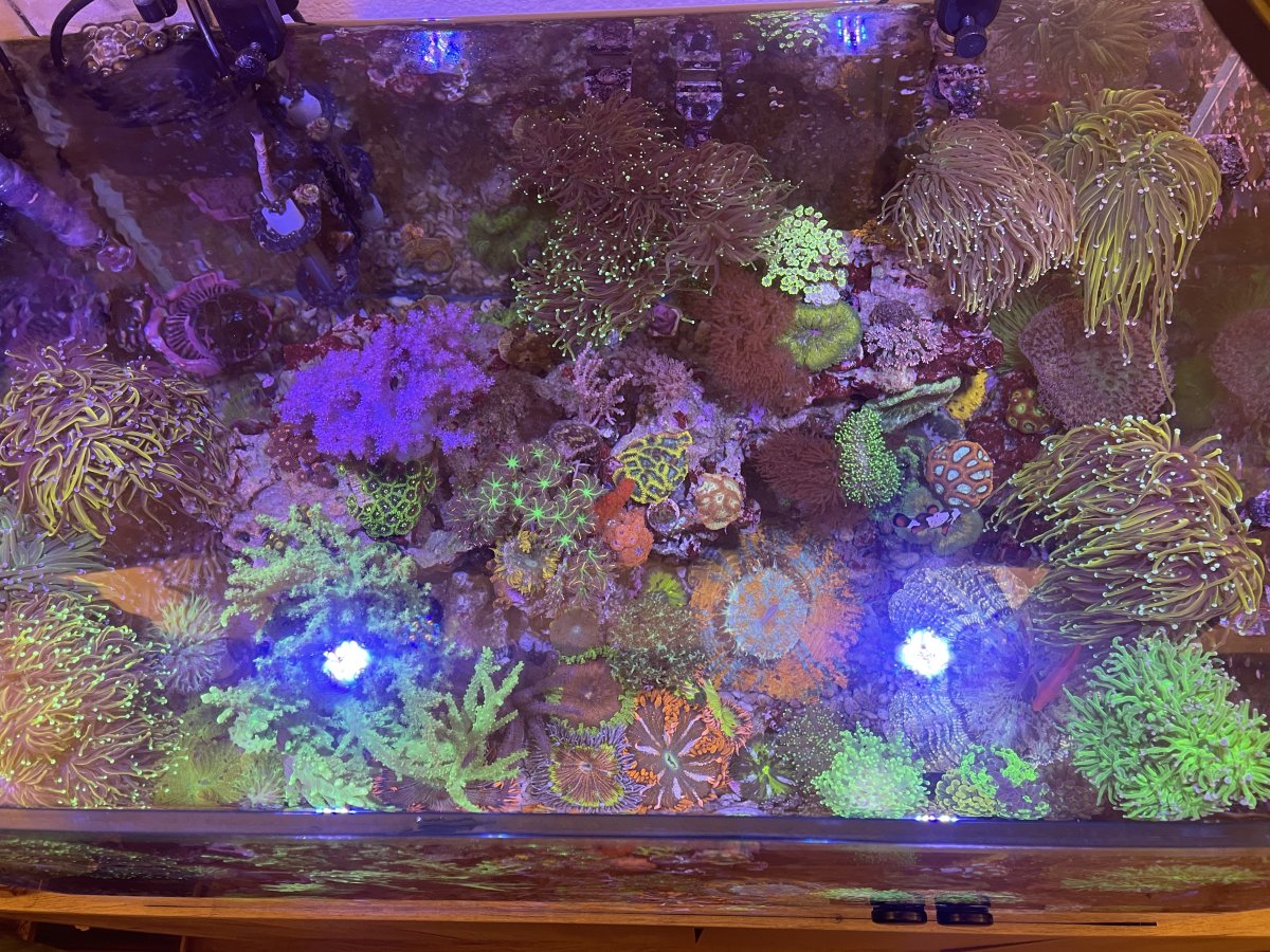 Show me your polluted tanks: High Po4 High No3 | Page 5 | Reef2Reef