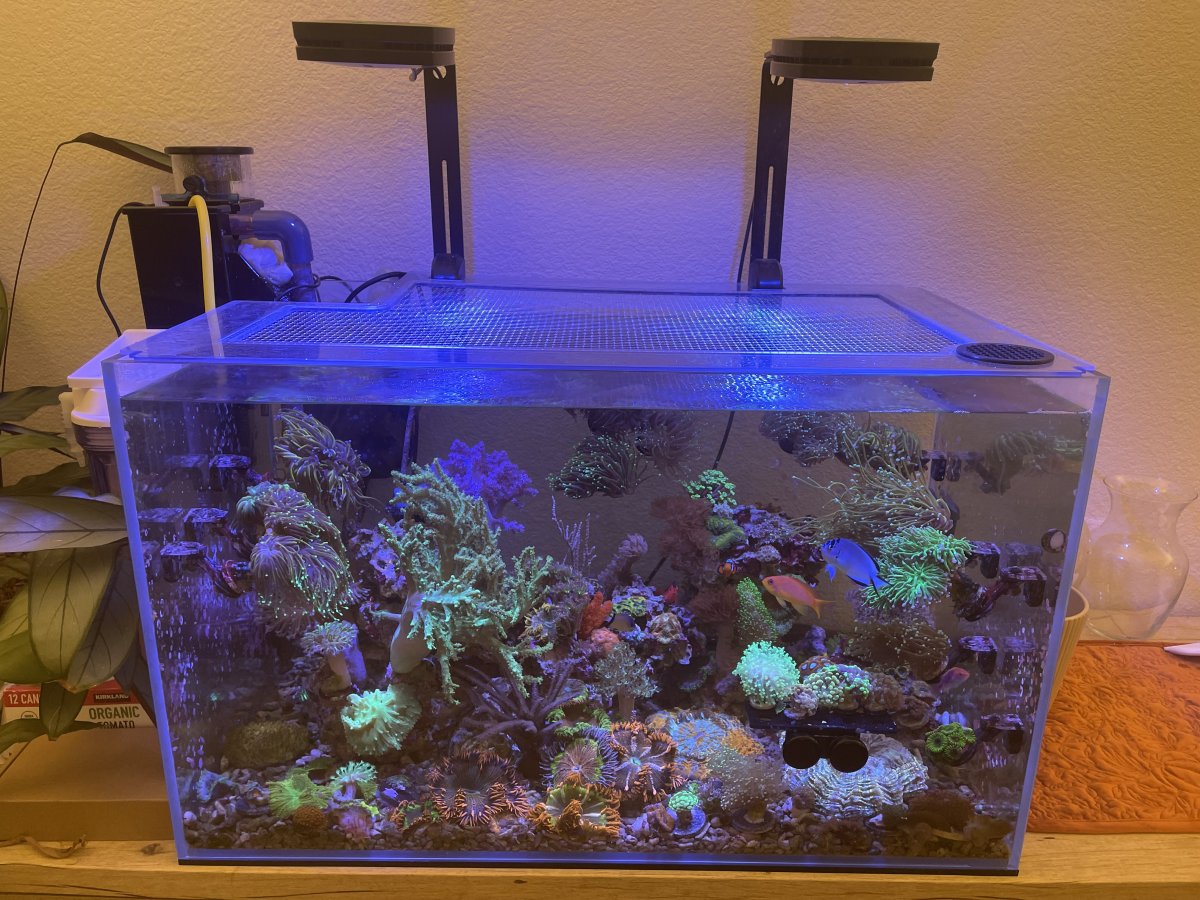 Show me your polluted tanks: High Po4 High No3 | Page 5 | Reef2Reef